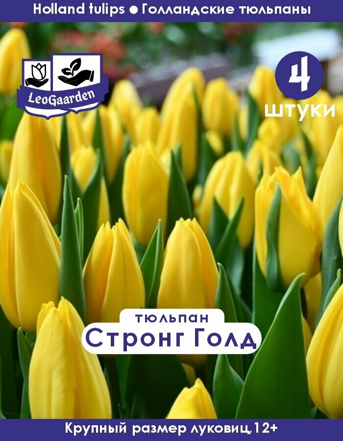 Тюльпан Луковица, Стронг Голд 4 шт, разбор 12+ (LeoGaarden)