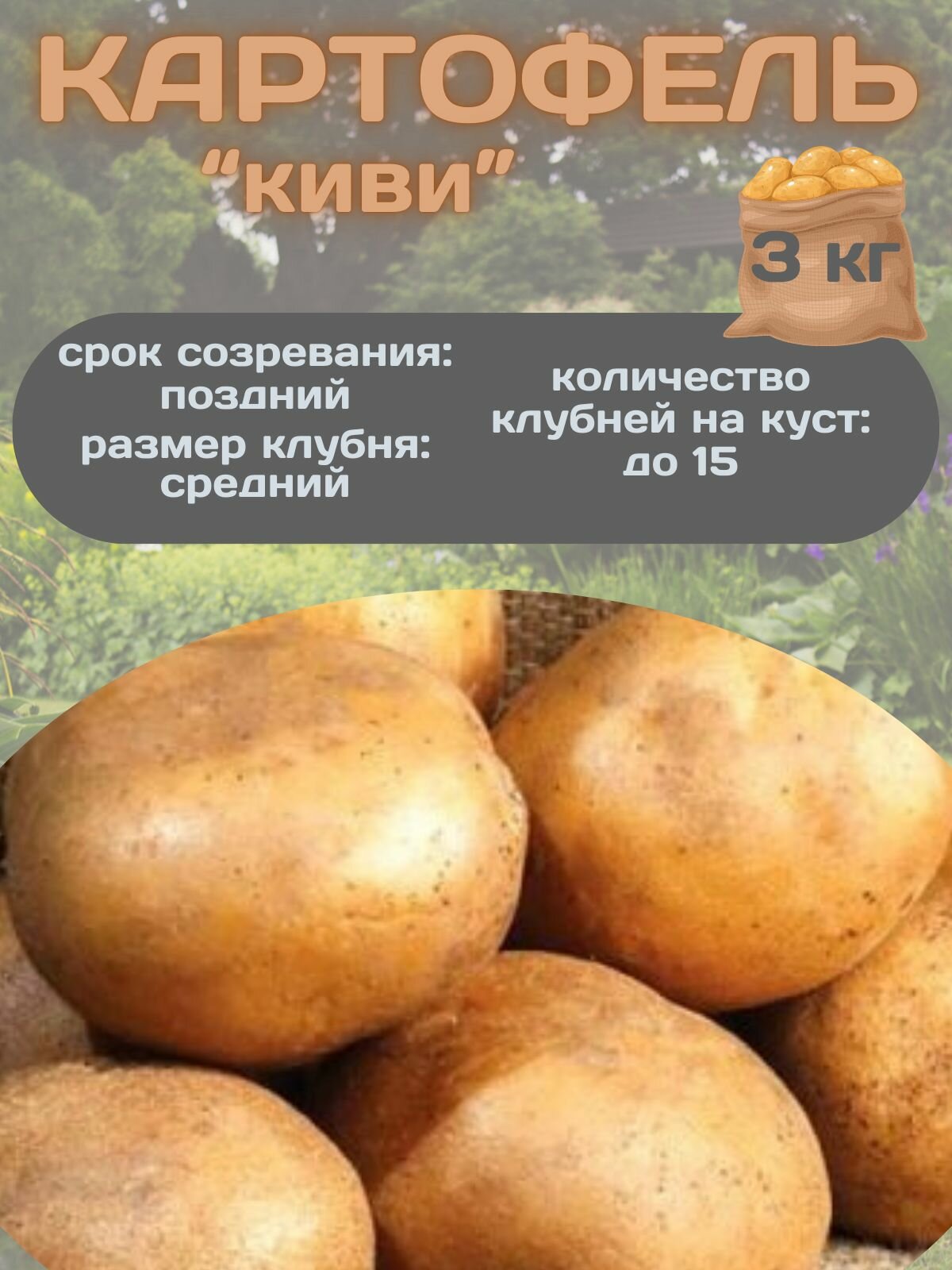Картофель семенной Киви 3 кг, на посадку
