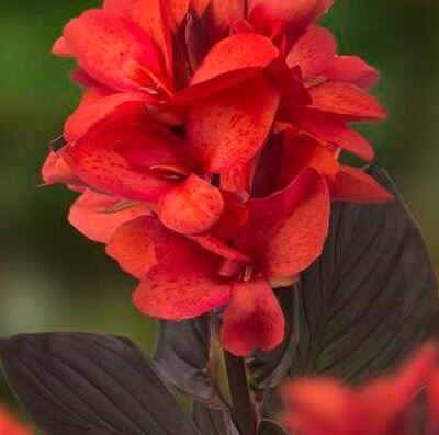 Канна карликовая Хэппи Джулия 1шт