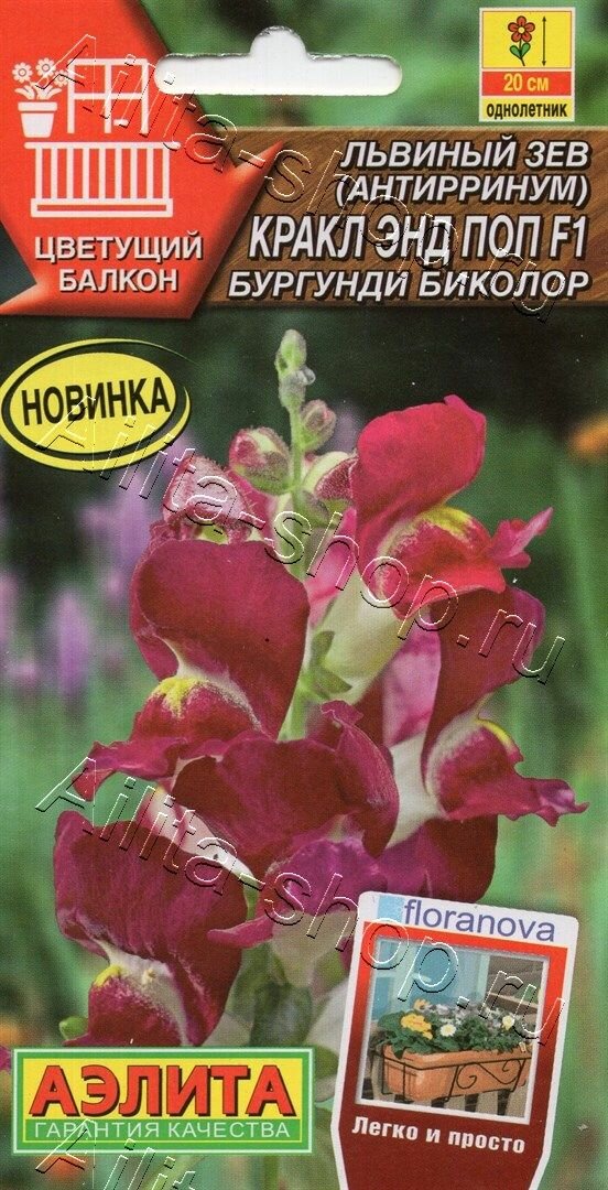 Львиный зев (антирринум) Кракл Энд Поп Бургунди биколор F1. семена ( 3 упаковки )