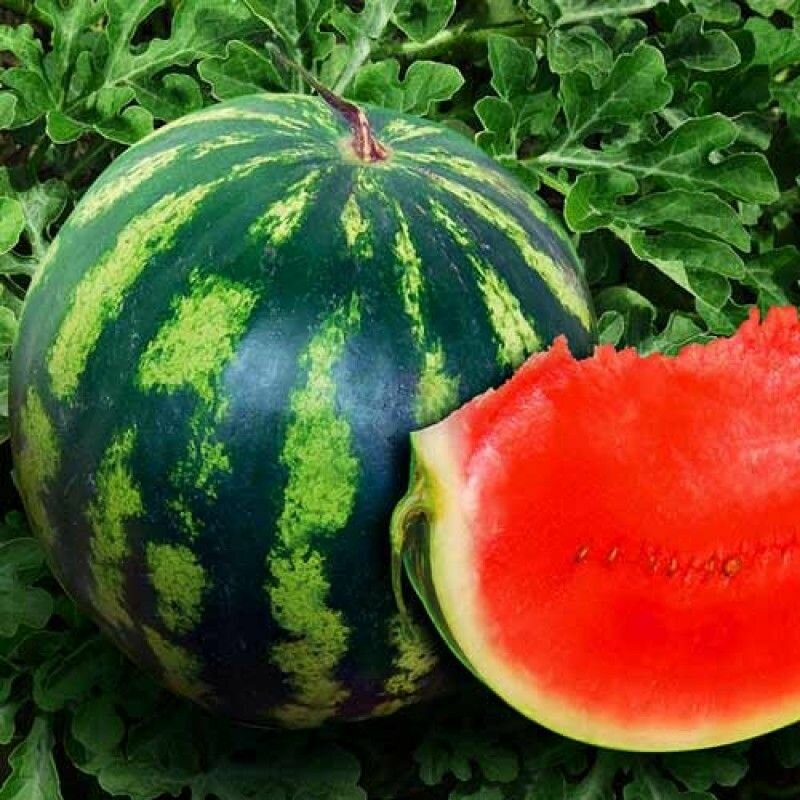 Семена Арбуза "Холодок", 10 шт. семян