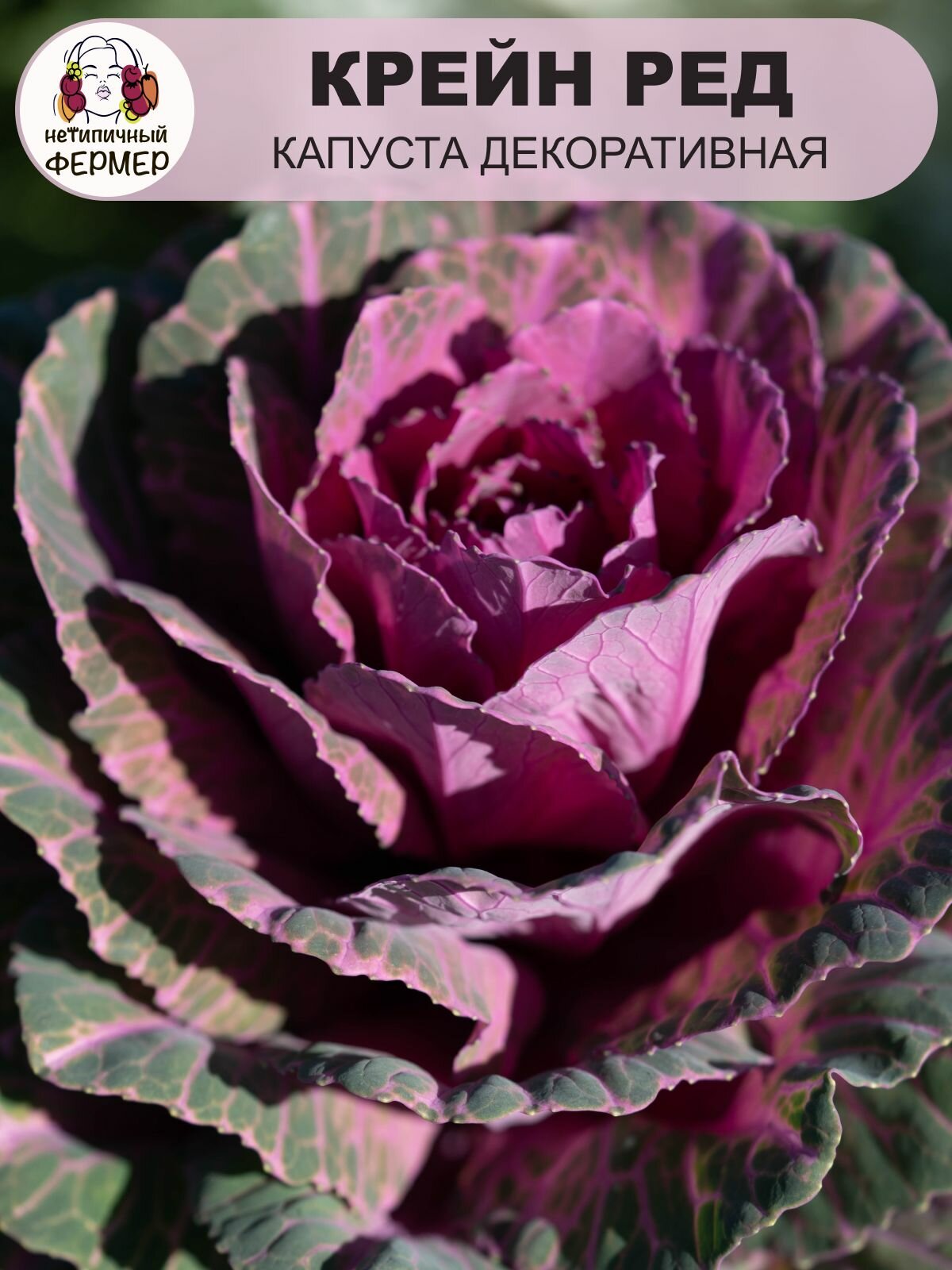Семена Нетипичный фермер "Крейн Ред", декоративная капуста, для вертикального озеленения