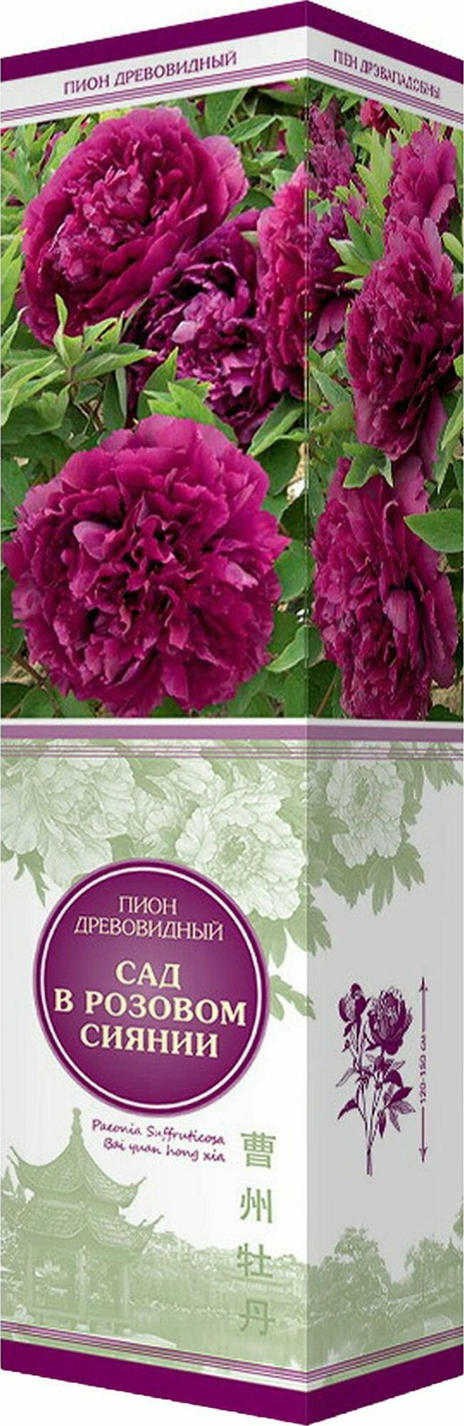 Саженец Пион Сад в розовом сиянии С1 Н37