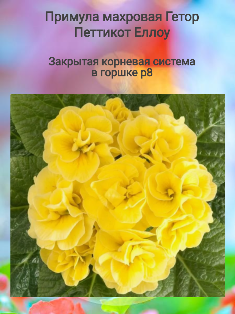 Примула махровая Гетор Петтикот Еллоу