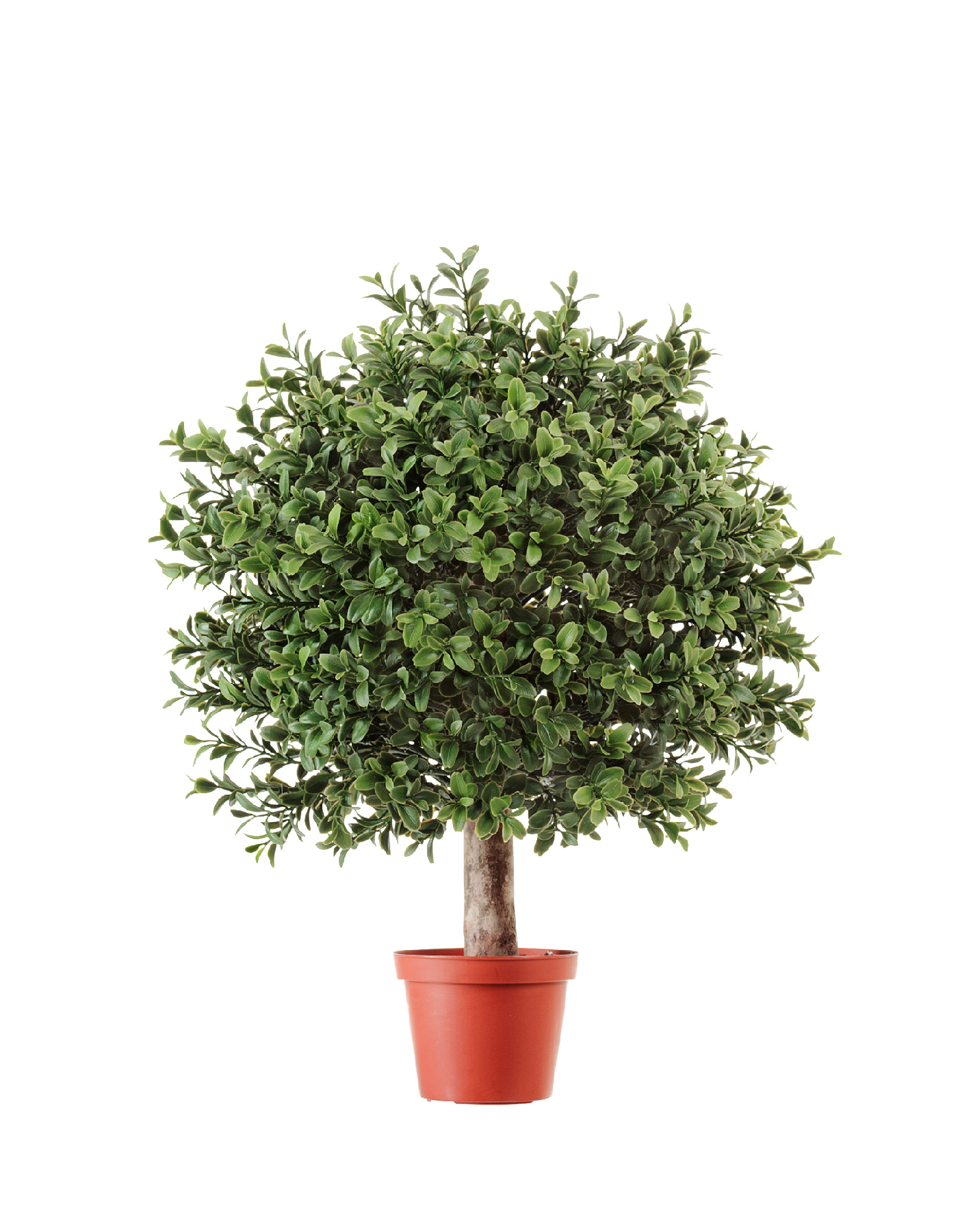 Самшит Шар уличный новый в-40, д-30 см 6/12