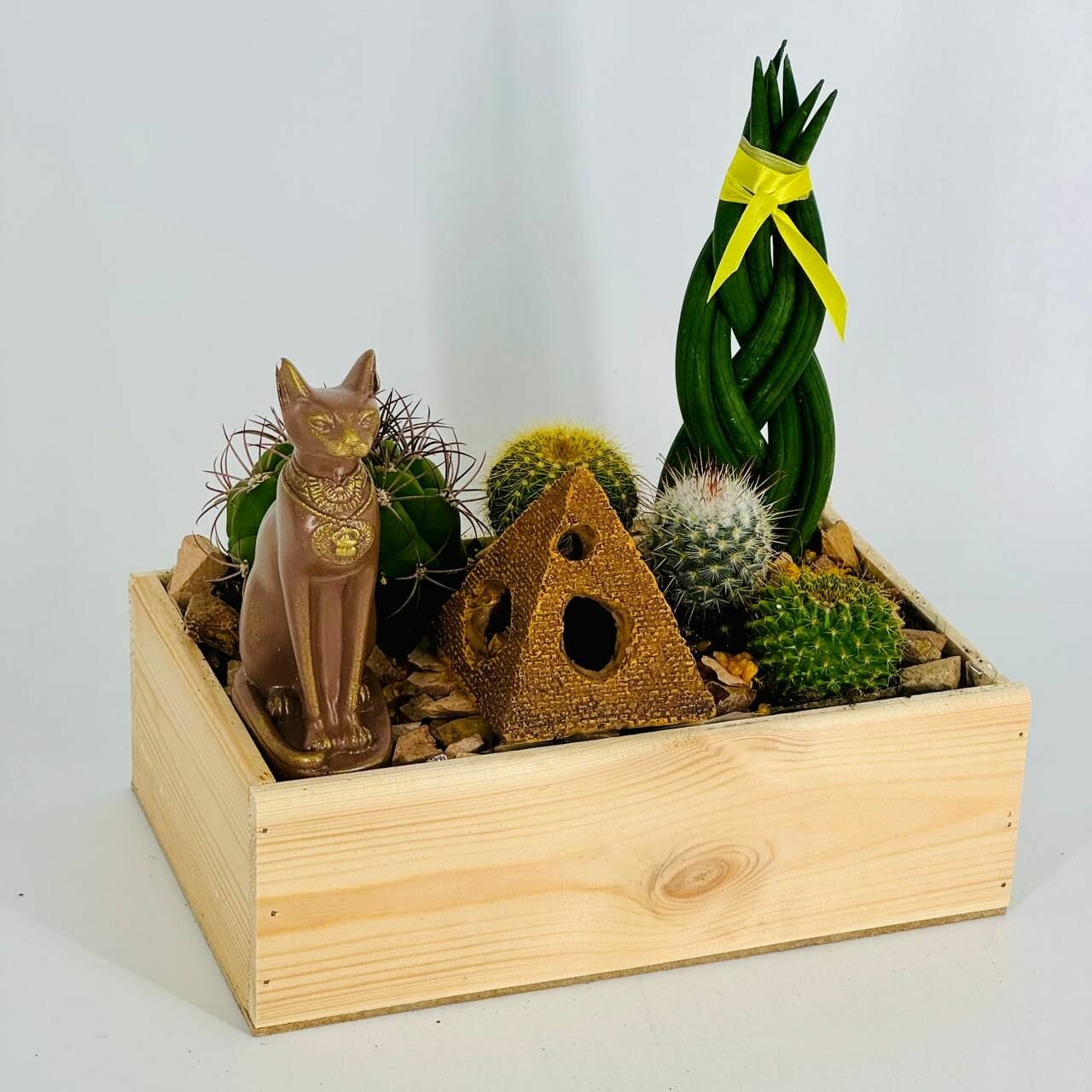 Настольная композиция из живых растений в деревянном ящике, сансевиерия и кактусы