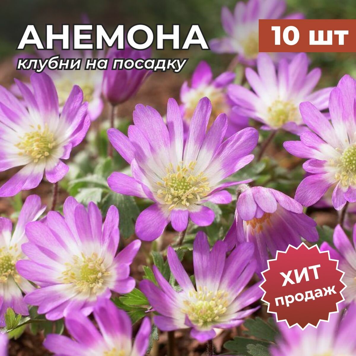 Луковицы анемоны на посадку Пинк Стар 10 шт