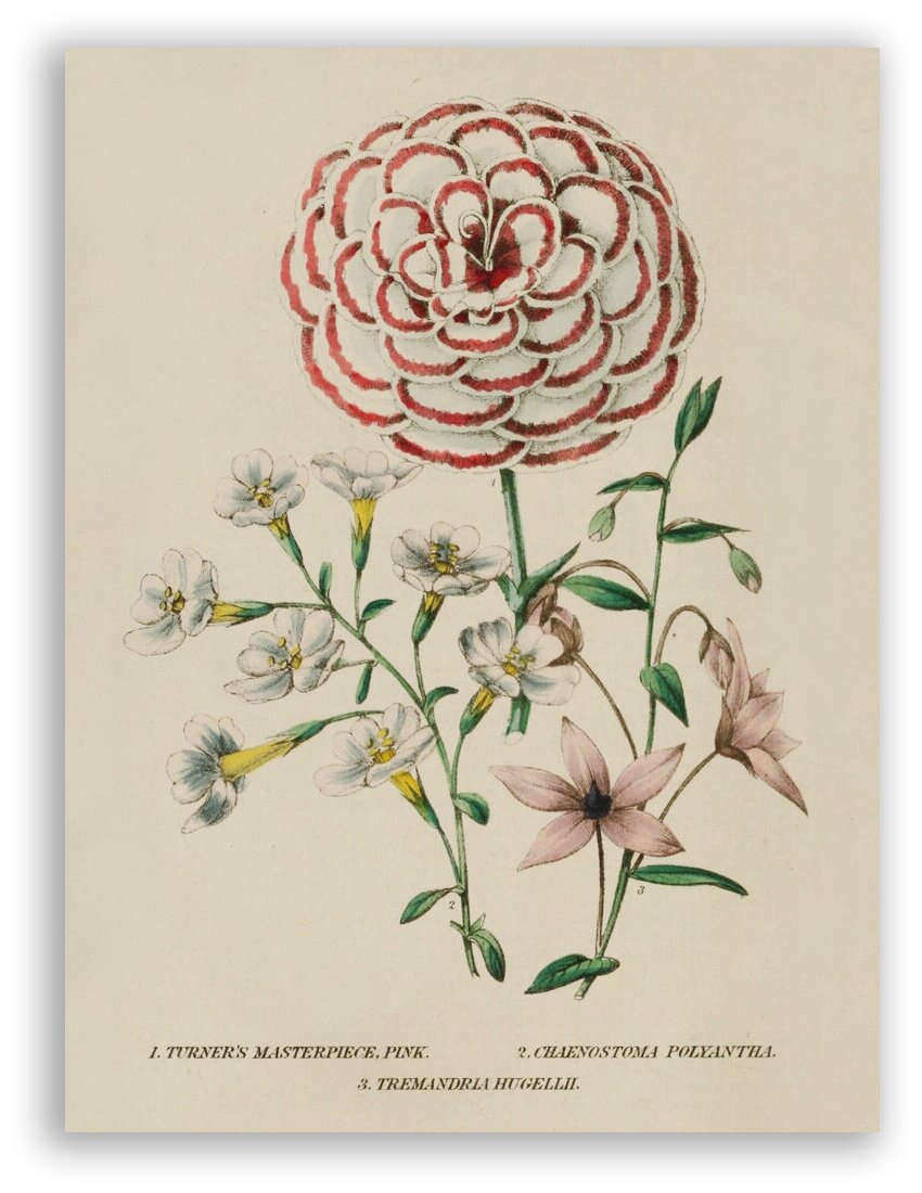 Гравюра Постер на бумаге / Turners Masterpiece Pink, Chaenostoma Polyantha
