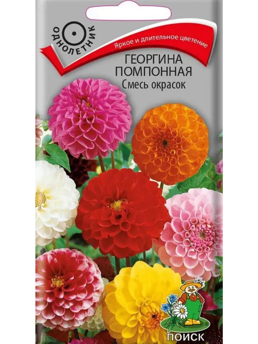 Семена Георгина помпонная смесь окрасок