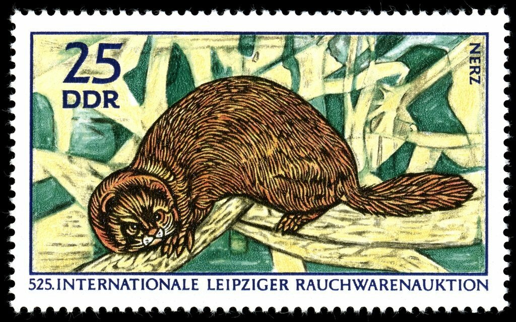 (1970-010) Марка Германия (ГДР) "Норка" Выставка меха III гашеная