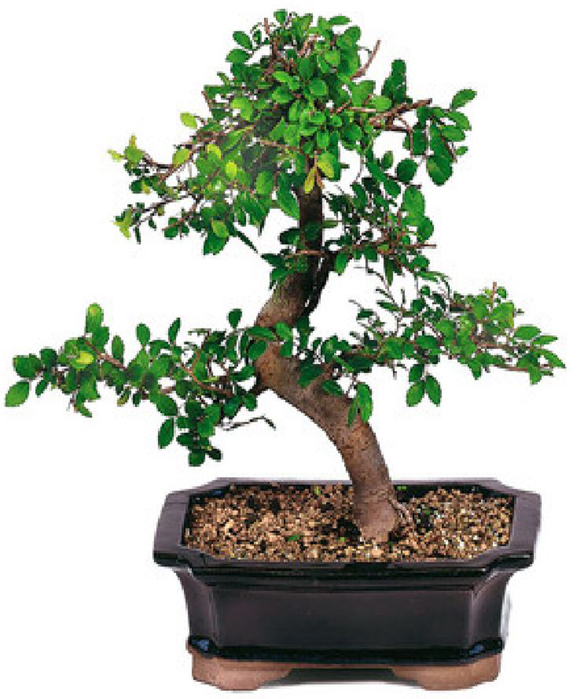 Бонсай Вяз D20 H30