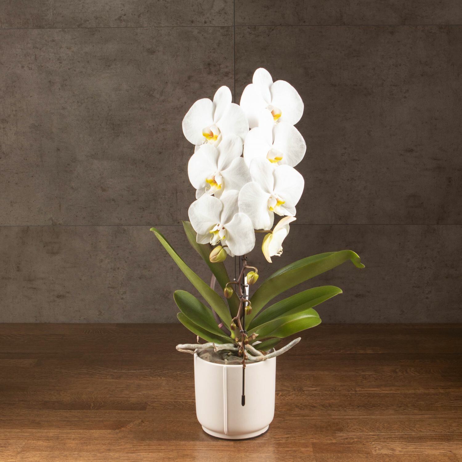 Орхидея Фаленопсис Формидабло белая D12