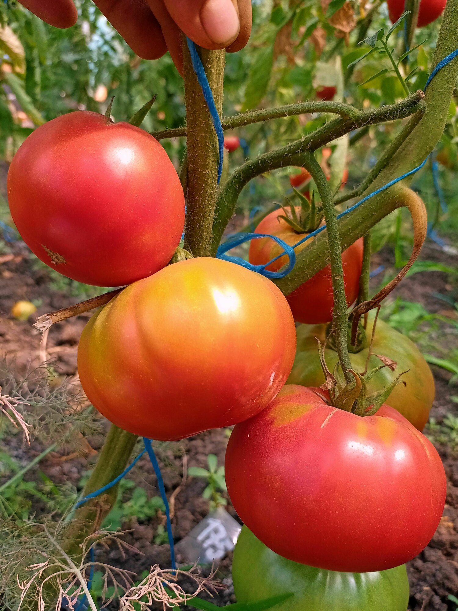 "Юсуповские" семена томата 10 шт. Коллекционный сорт.