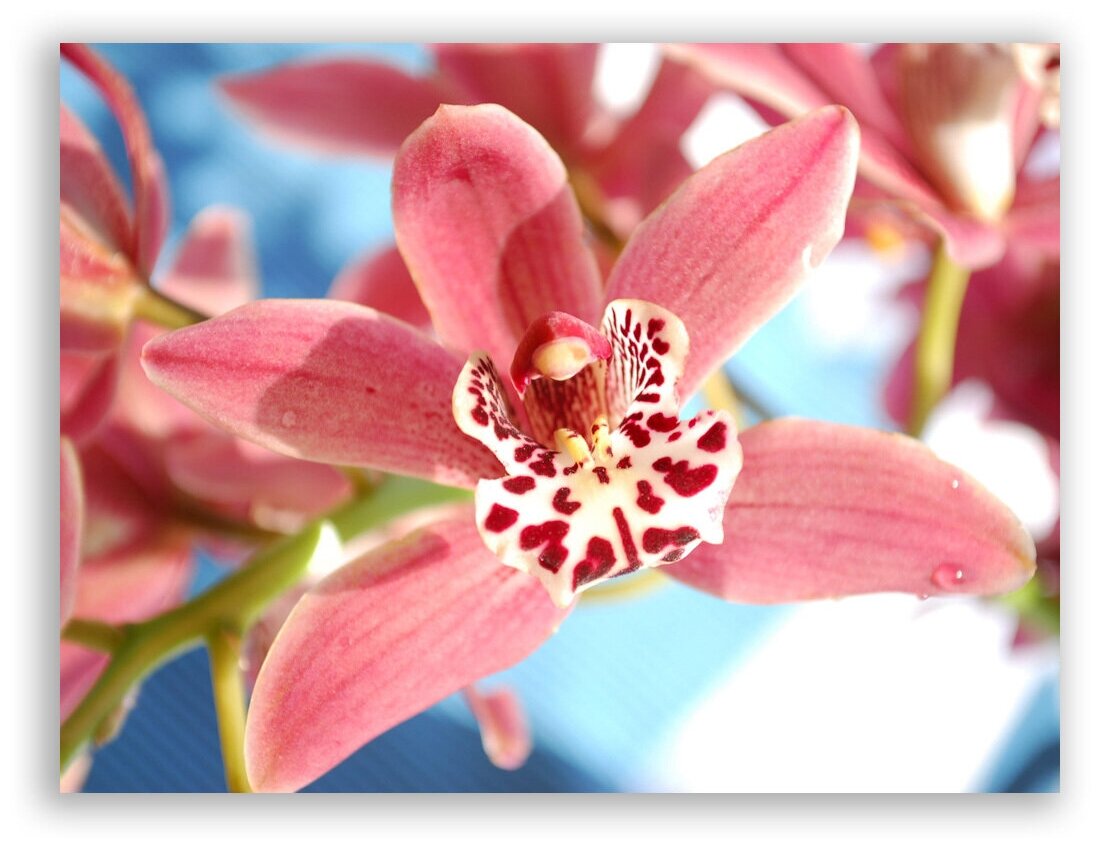 Гравюра Постер на бумаге / Orchid / Орхидеи