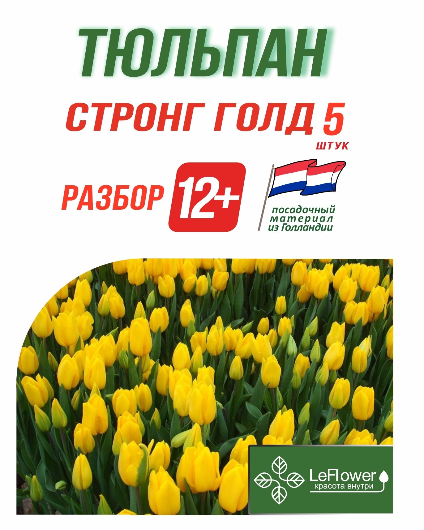 Тюльпан Луковичные цветы, Стронг Голд 5 шт, разбор 12+ (LeFlower)