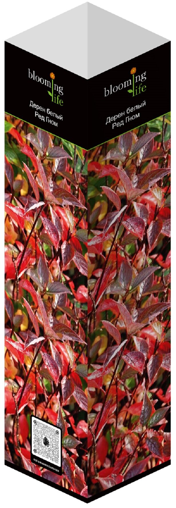 Дерен белый Ред Гном