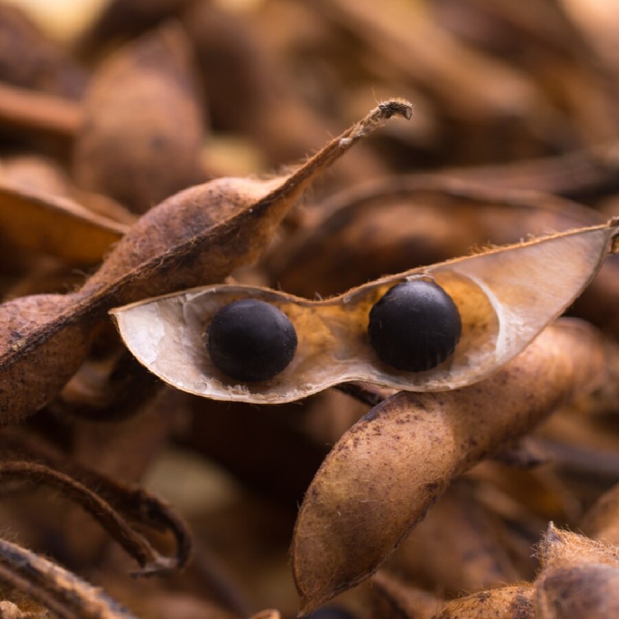 Семена Орешка Черная соя 10 ШТ