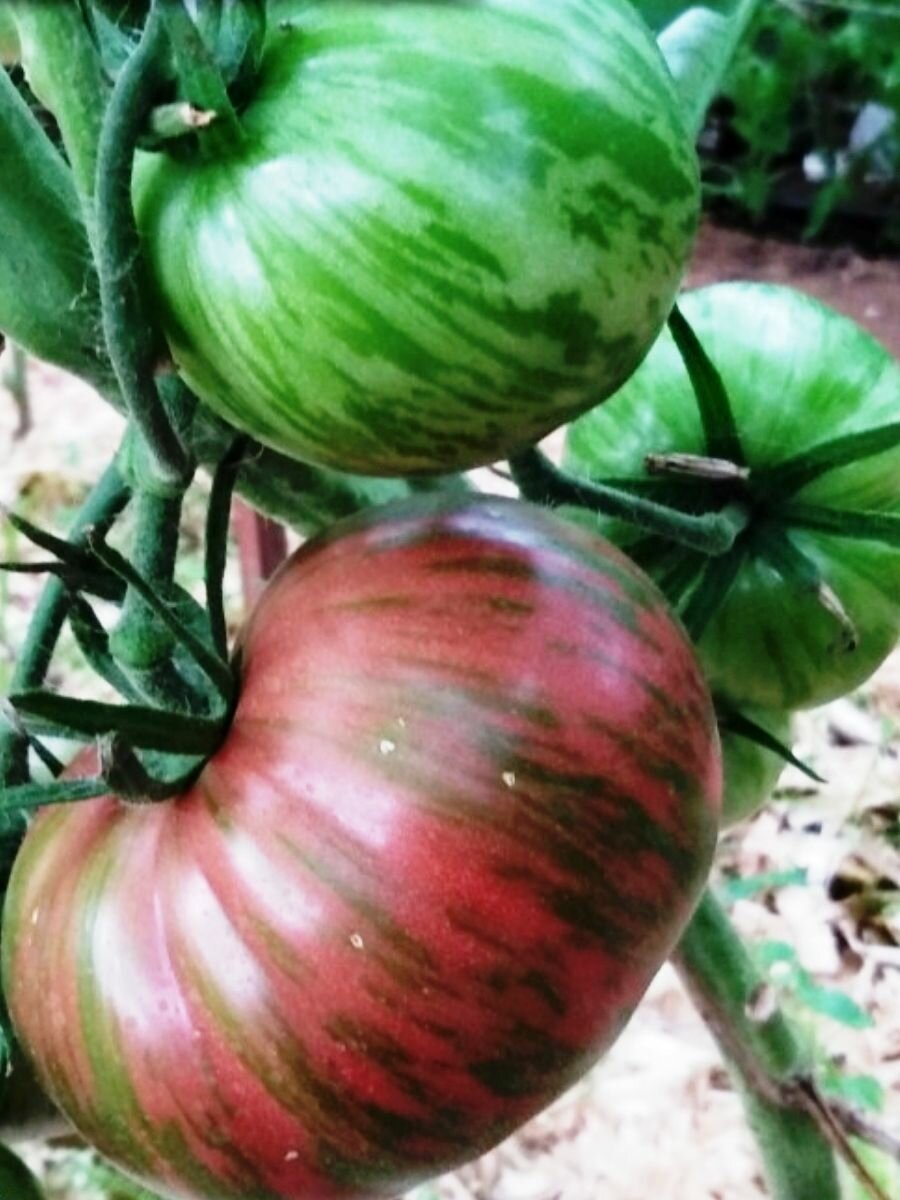 Семена Томат Темно полосатый возлюбленный (Dark Striped Sweetheart), 10 штук