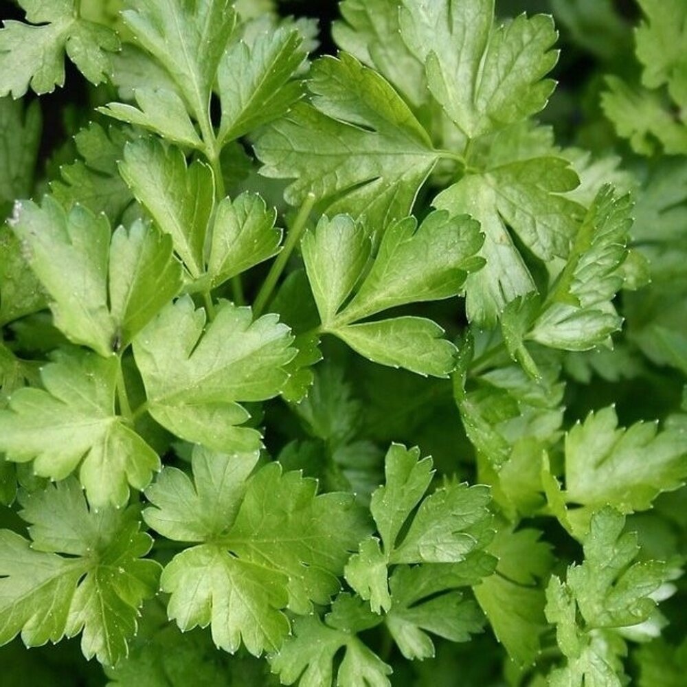 Семена Петрушка листовая Богатырь, (2 упак.)