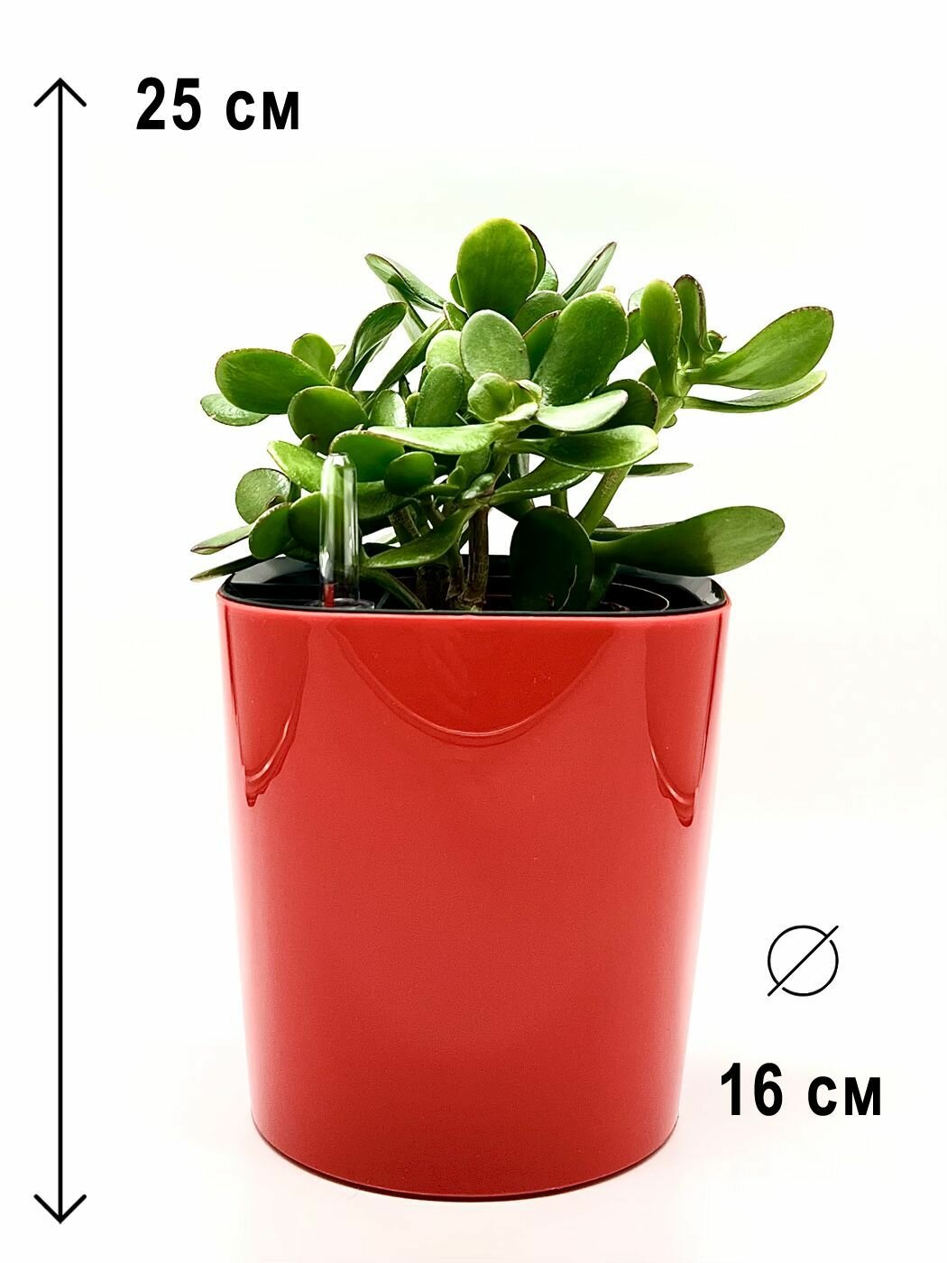 Крассула Овата в красном пластиковом кашпо с автополивом, высота композиции 20-30см