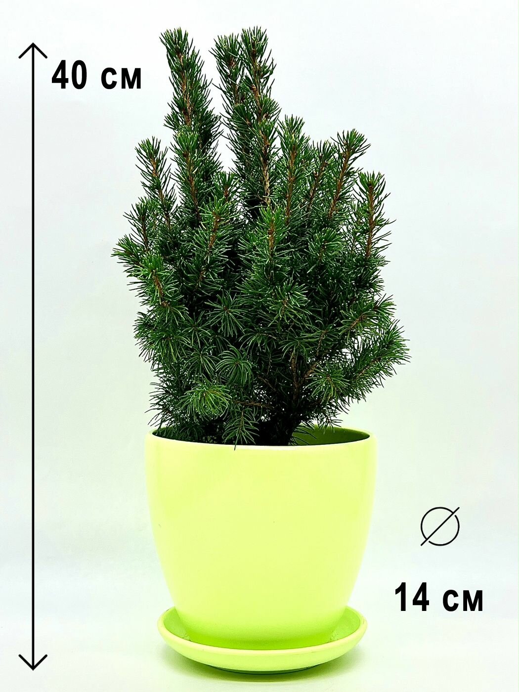Ель живая Коника в керамическом салатовом горшке с поддоном, высота композиции 30-35см