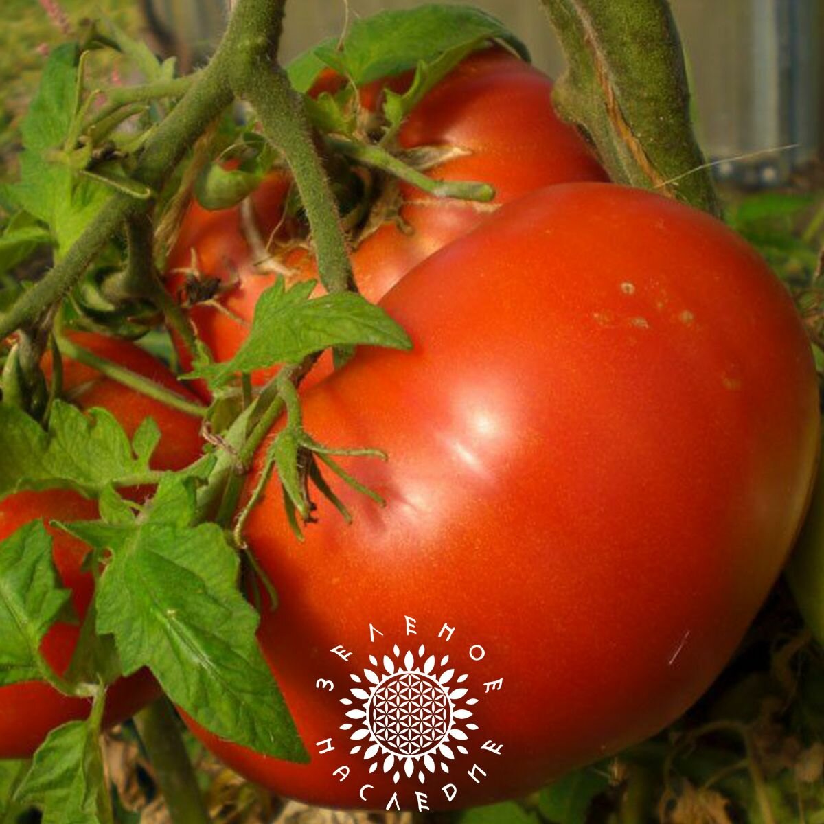 Семена Томат Бифштекс (лат. Solanum lycopersicum) 10шт от Green Legacy