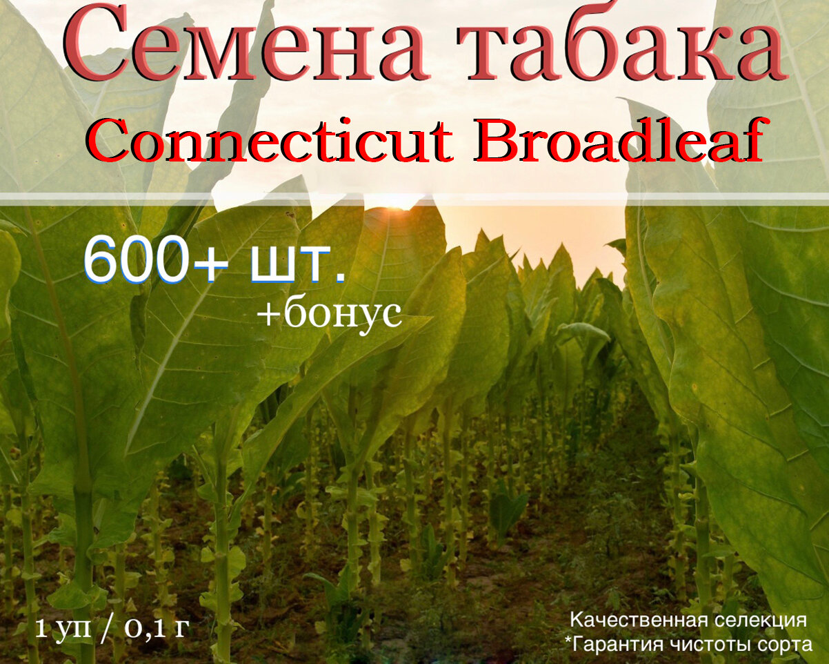 Семена табака Connecticut Broadleaf