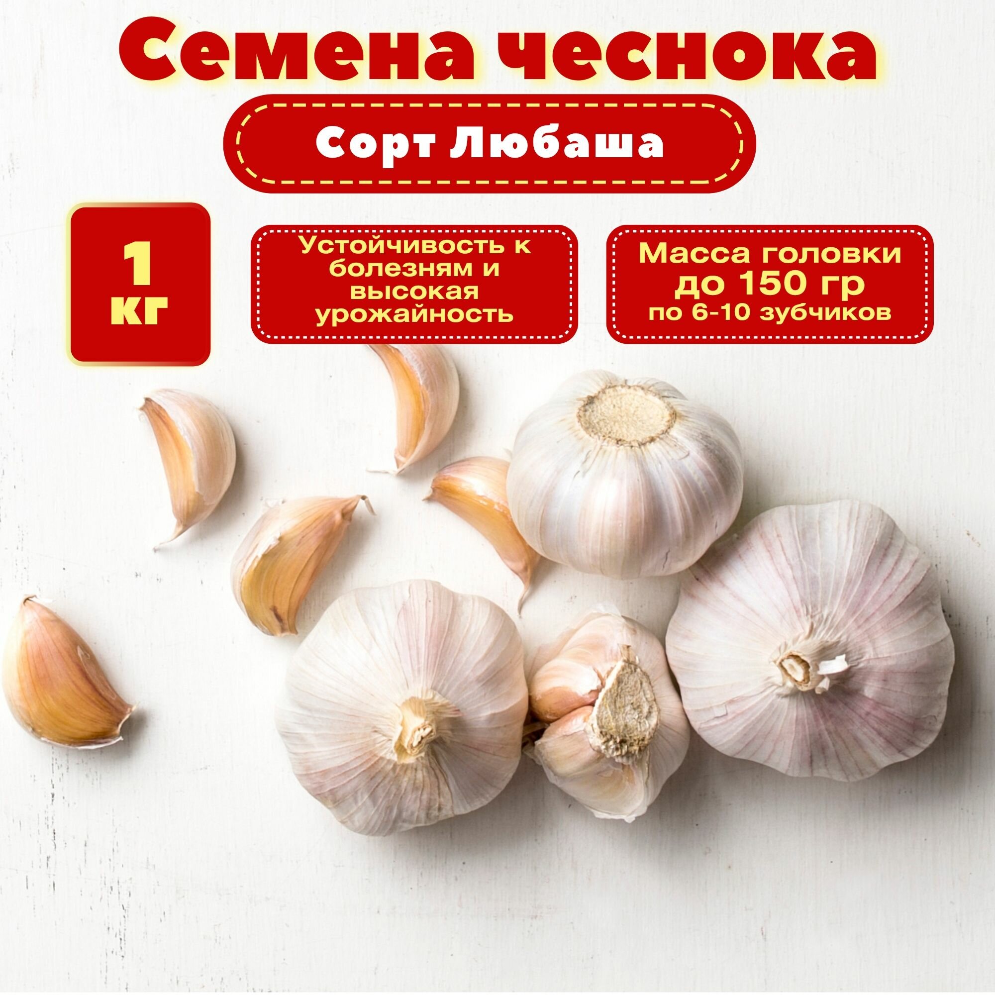 Чеснок озимый на посадку крупный 1 кг. Семена сорта "Любаша". Высокая урожайность, стойкость к болезням и превосходные вкусовые качества. Хорошая лежкость и стойкость к неблагоприятным условиям.