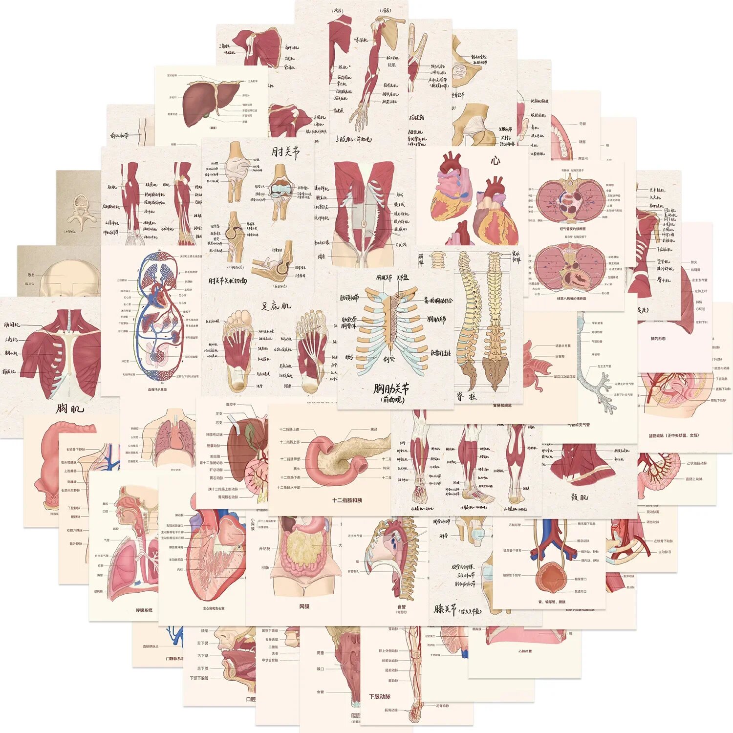Медицинские наклейки анатомия, 10шт