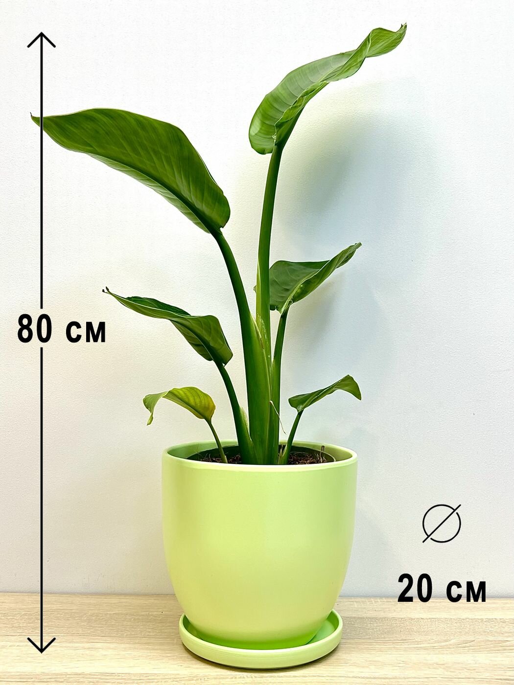 Стрелиция в керамическом салатовом горшке классик с поддоном, высота композиции 70-80см