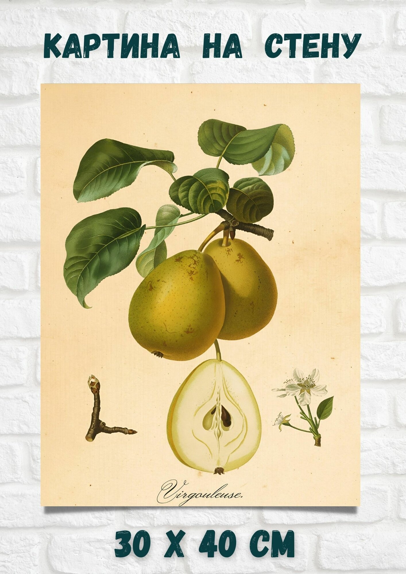 Картина на холсте в стиле Ботаника "Груша фрукт" 40х30