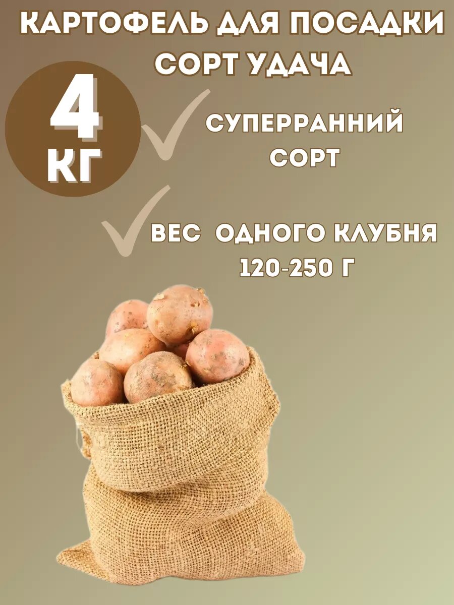 Картофель семенной "Удача" 4 кг