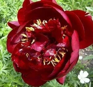 Пион Баски Белле 1шт