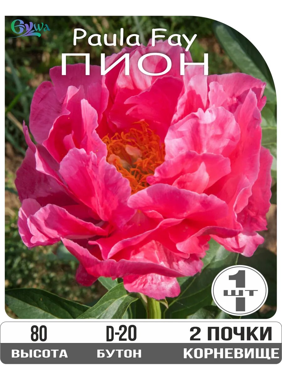 Пион "Паула Фей", корневище с 2 почками, высота 80 см, морозостойкий, розовый/красный, Eywa