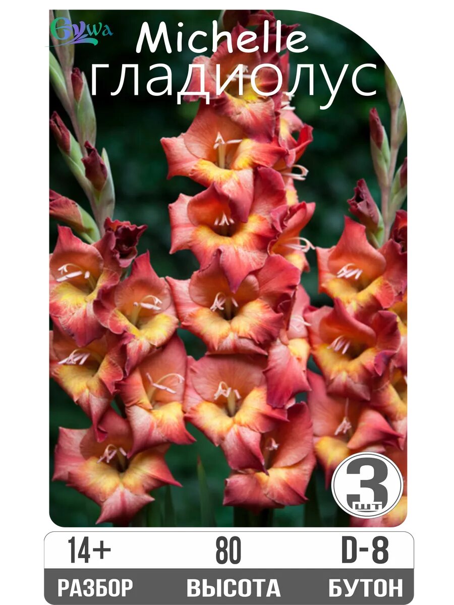 Луковицы гладиолуса "Мишель", крупноцветковые, многолетние, оранжевые, красные, желтые, высота 80 см, 3шт, Eywa