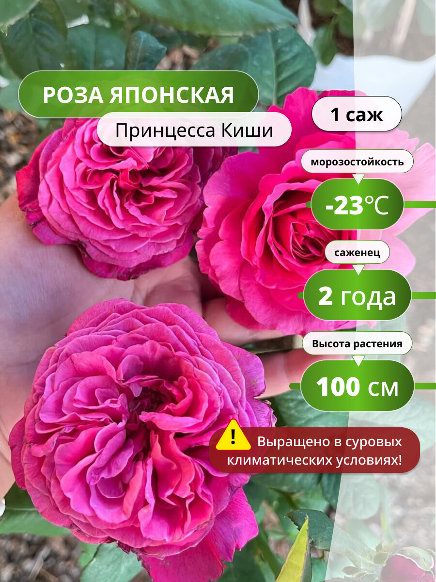 Роза японская Принцесса Киши (Princess Kishi) / розы многолетние, 1 шт