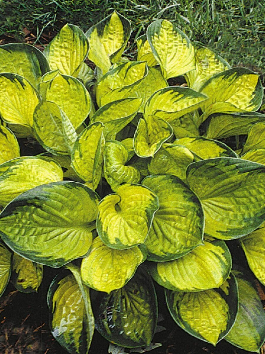 Хоста Рейнфорест Санрайз (M) / Саженцы хосты M (средние, 30-64 см)