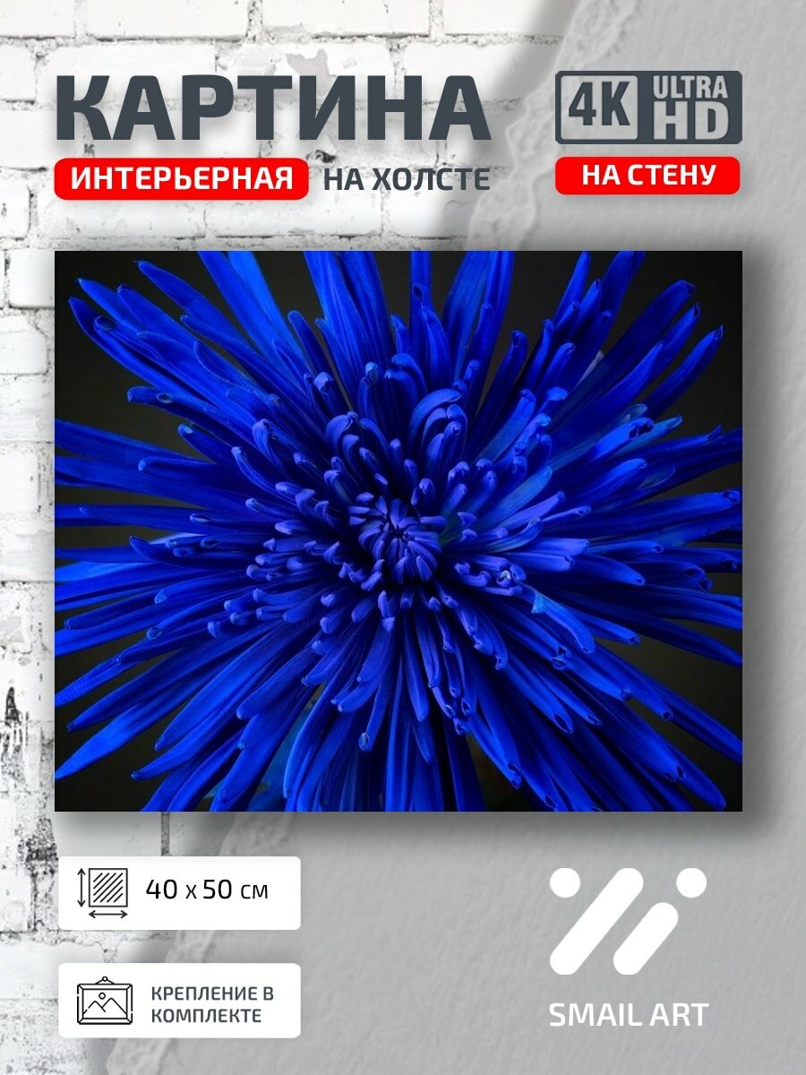 Картина на холсте интерьерная 40 на 50 на стену цветок хризантемы для студии атмосфера