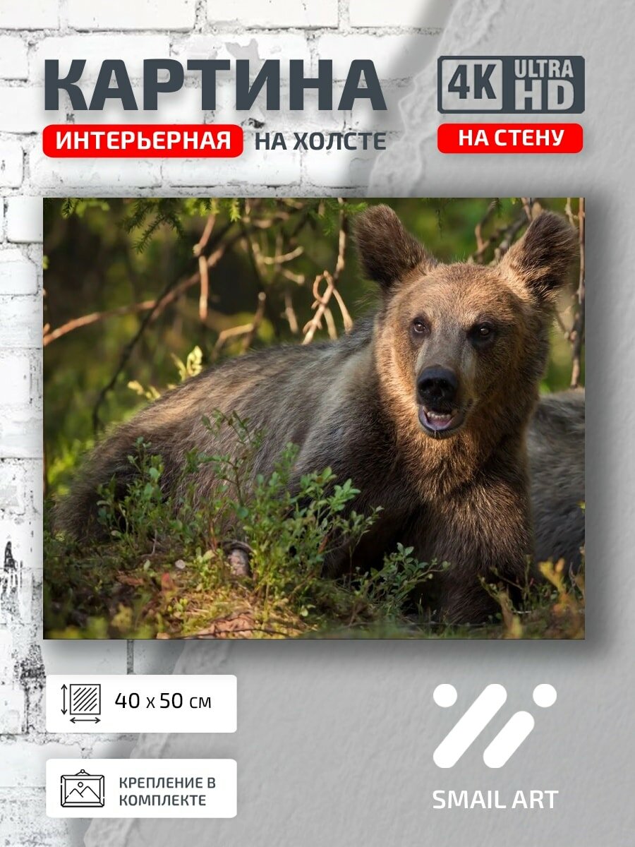 Картина на холсте интерьерная 40 на 50 на стену Животные Медвежонок для офиса атмосфера