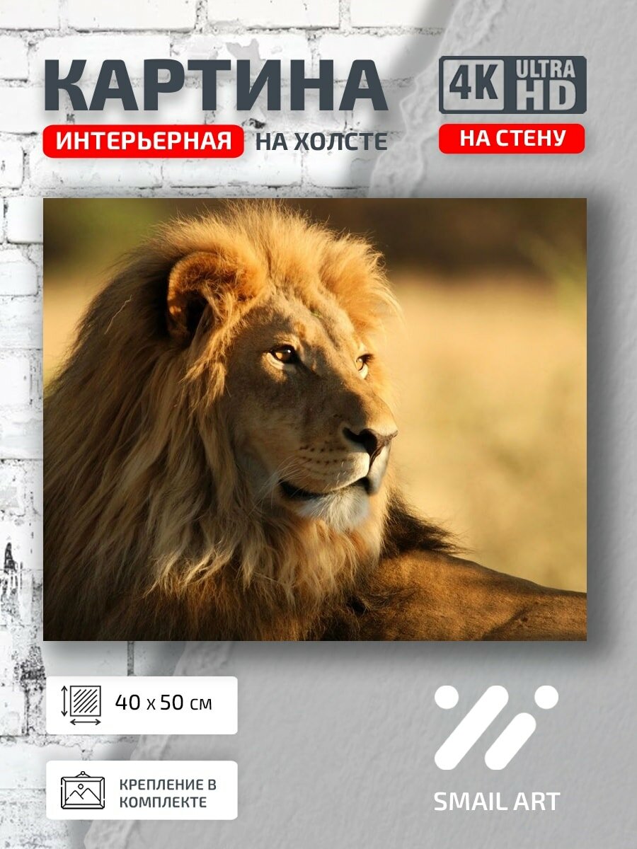 Картина на холсте интерьерная 40 на 50 на стену African Lion для гостиной animal style