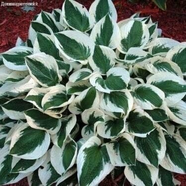 Хоста Патриот (1 корневище в пакете с торфом), Нидерланды