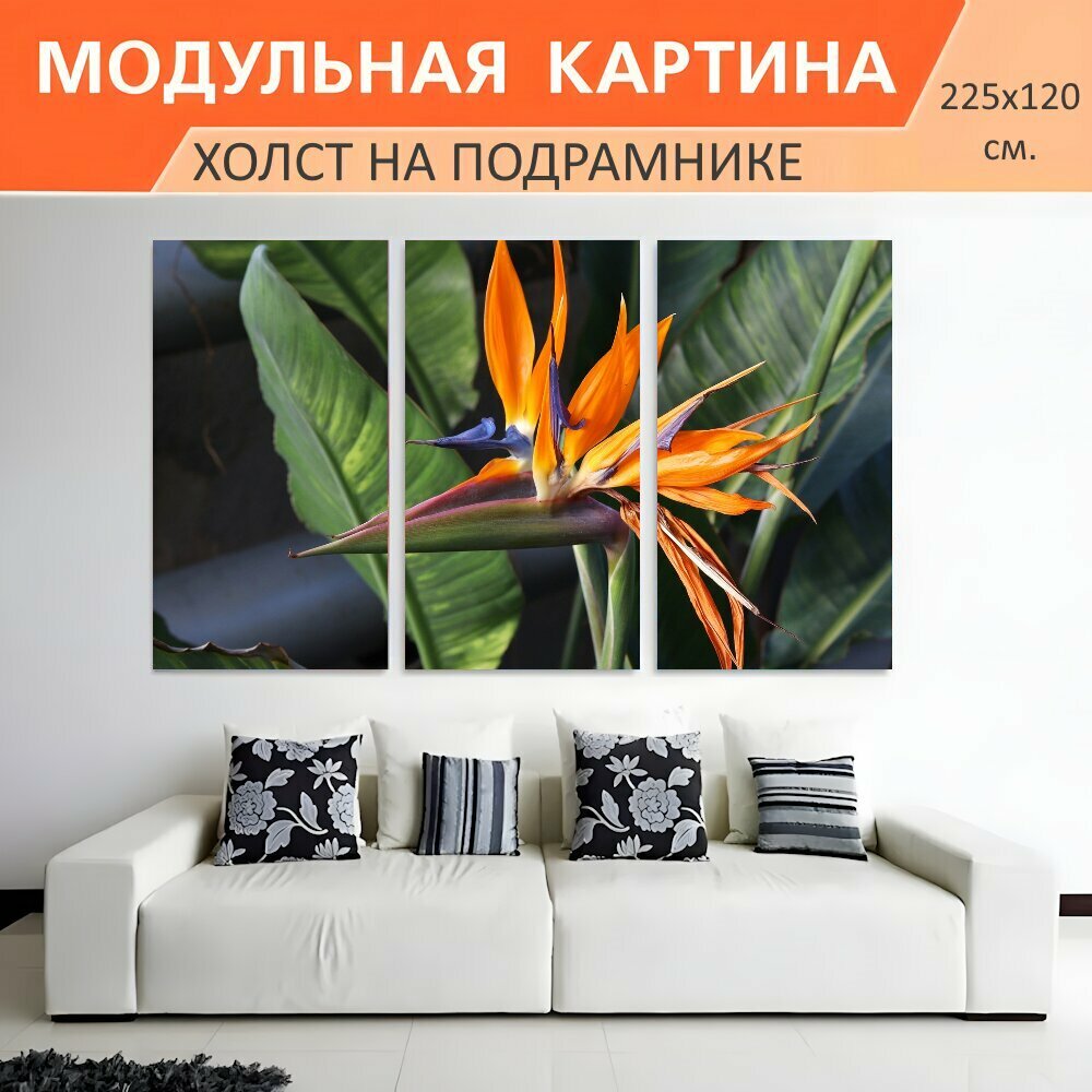 Модульная картина на холсте "Стрелиция, яркий цветок, цветок" триптих на подрамнике 225х120 см. для интерьера