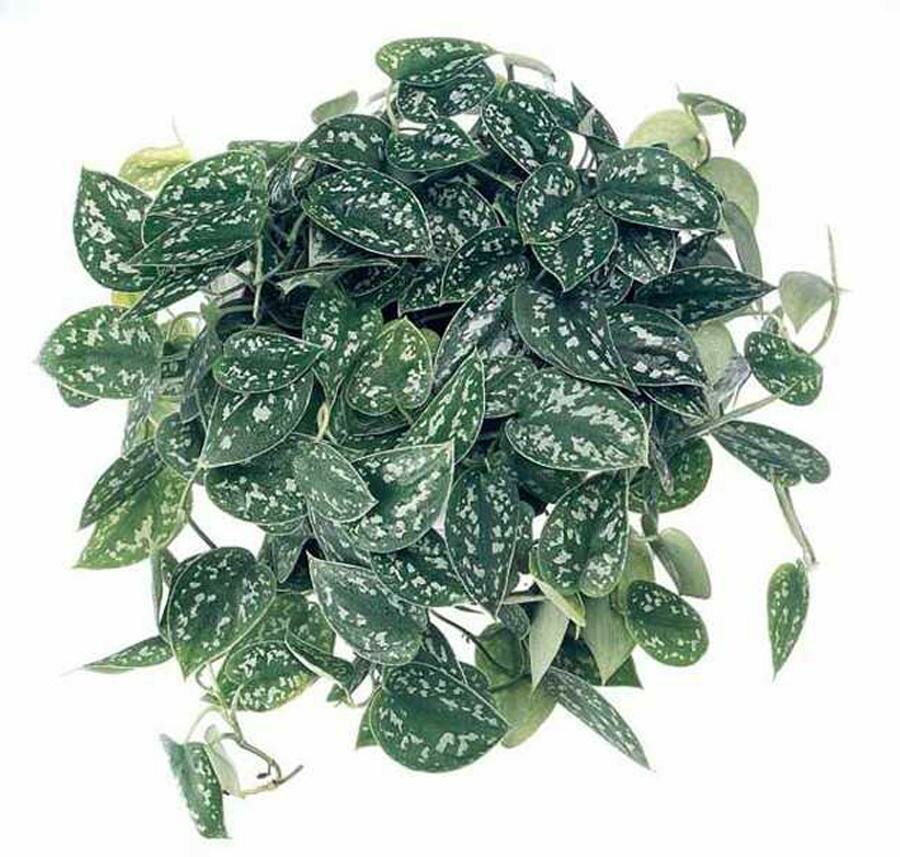 Сциндапсус Аргиреус - Scindapsus Argyraeus silver hang D18 H40