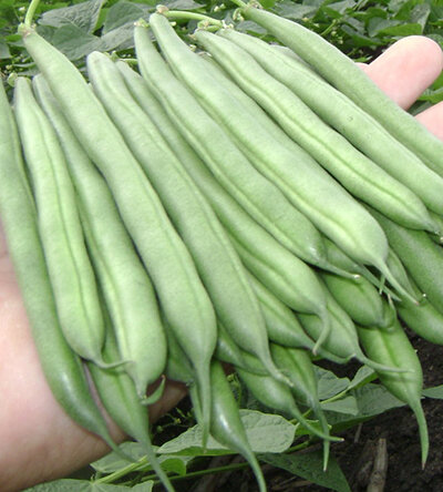 Семена фасоли Кухарка Саша (спаржевая) 5 гр.