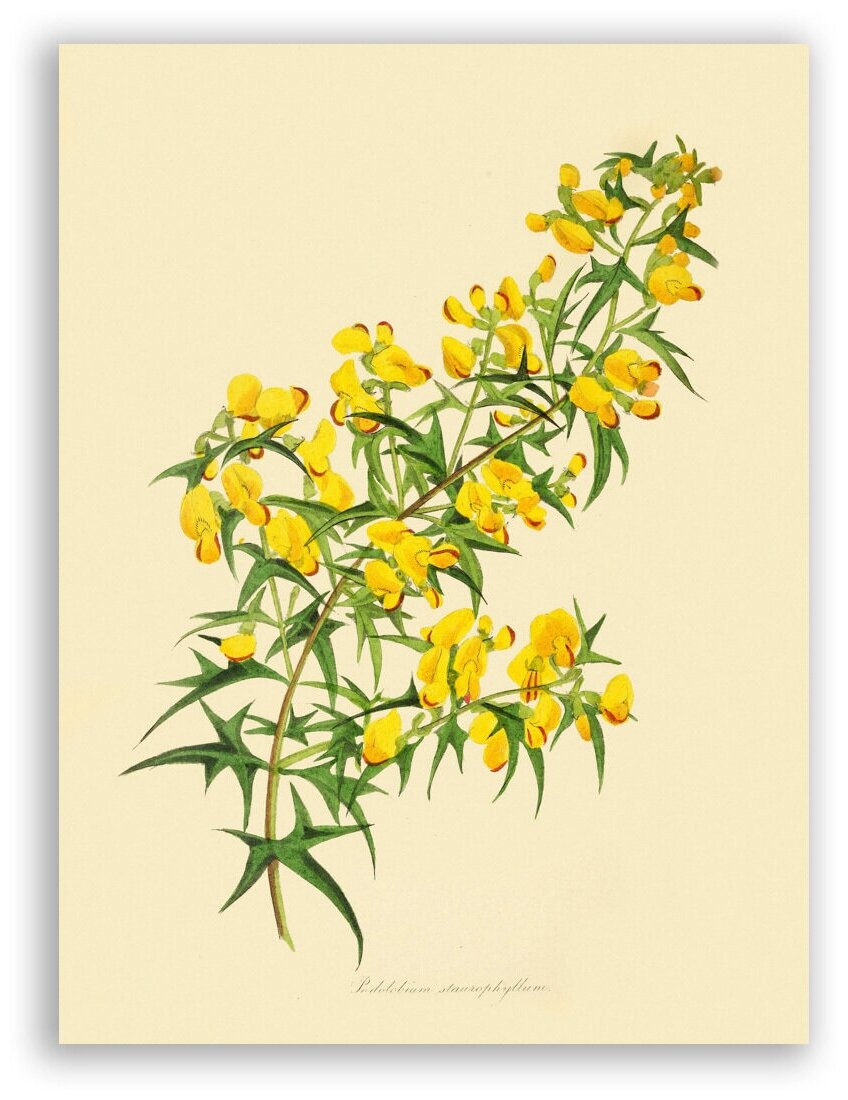 Гравюра Постер на бумаге / Podolobium Staurophyllum