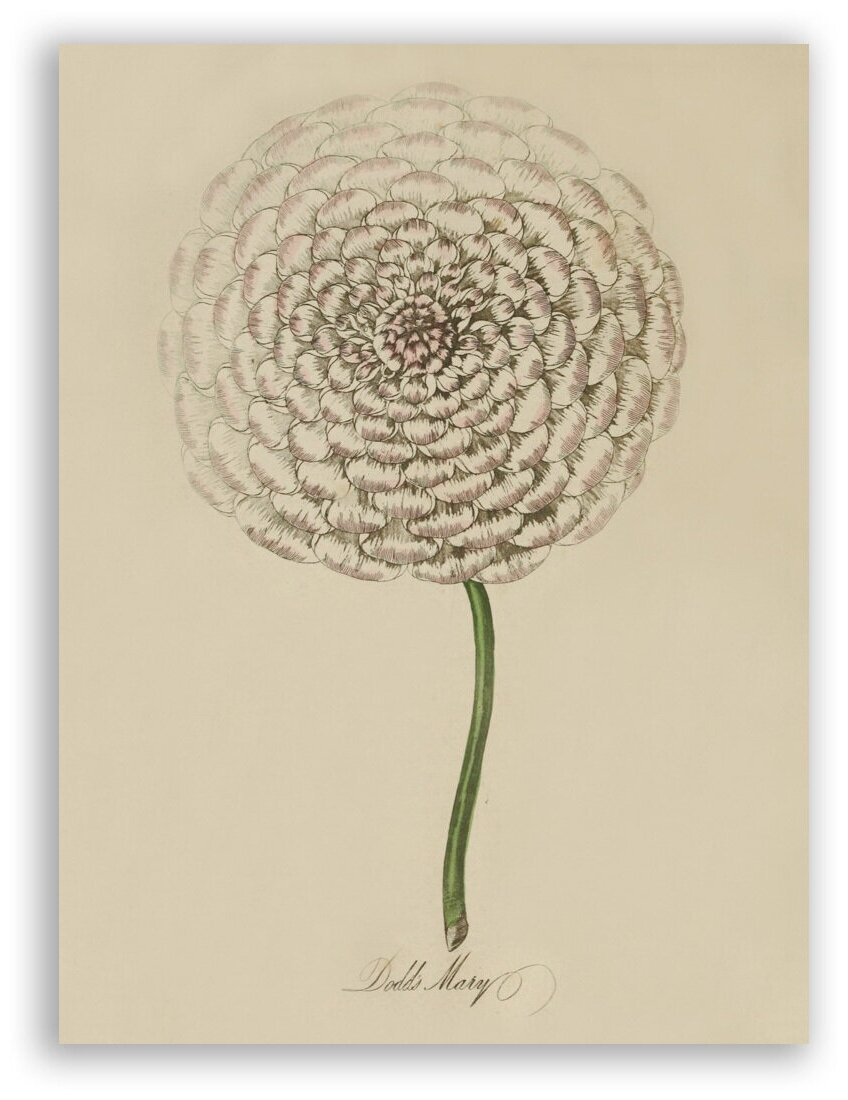 Гравюра Постер на бумаге / Dodds Mary