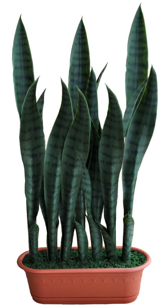 Искусственное растение Сансевиерия в вазоне от бренда Holodilova