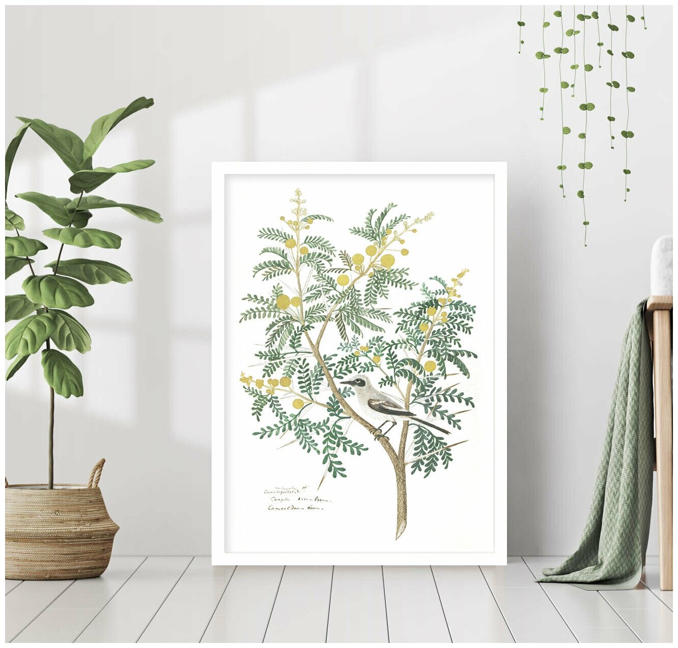 Постер "Птица на ветке акации" 40x50 в белой рамке на стену для интерьера