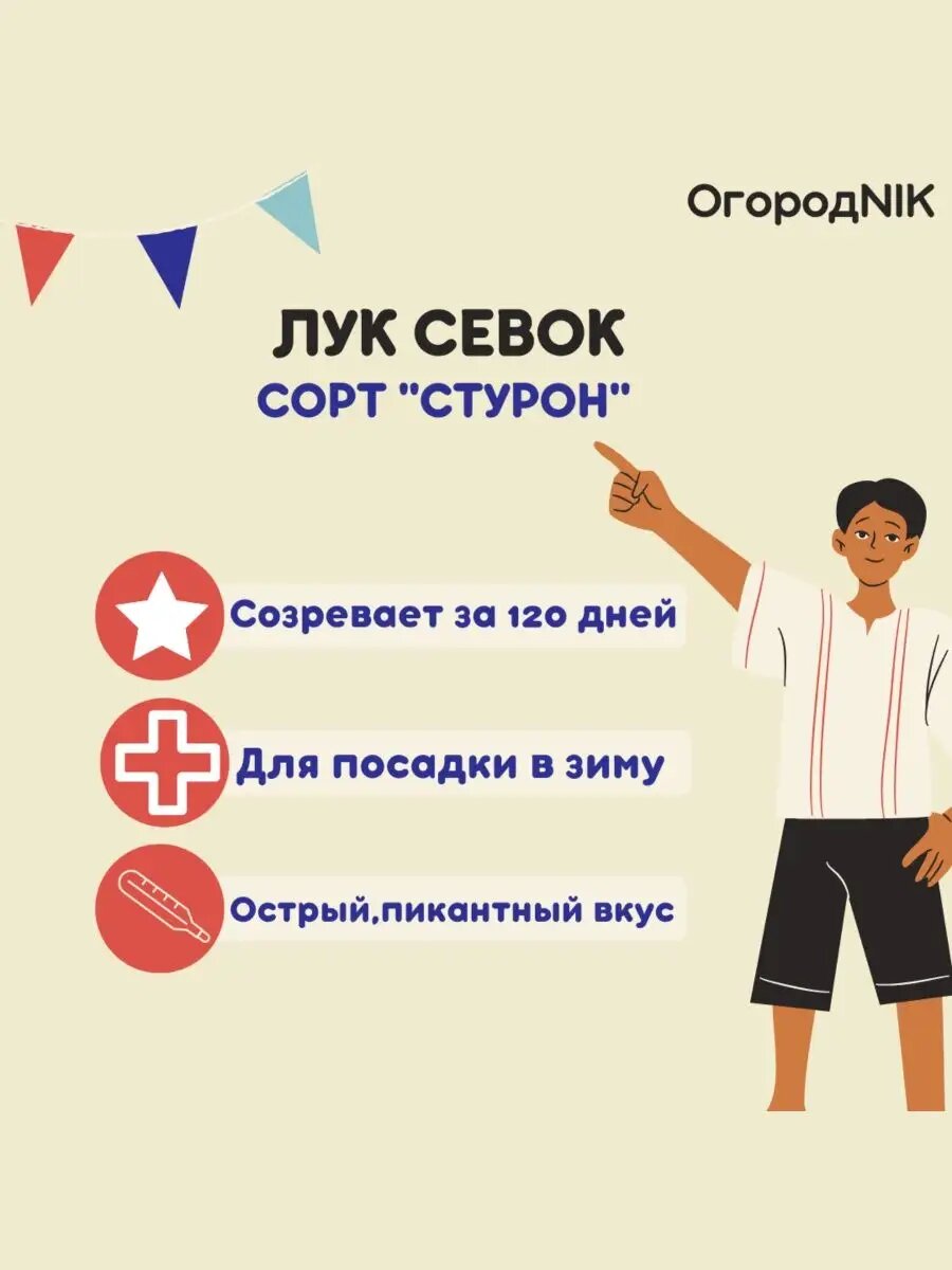 Лук Севок сорт "Стурон" — фото 1