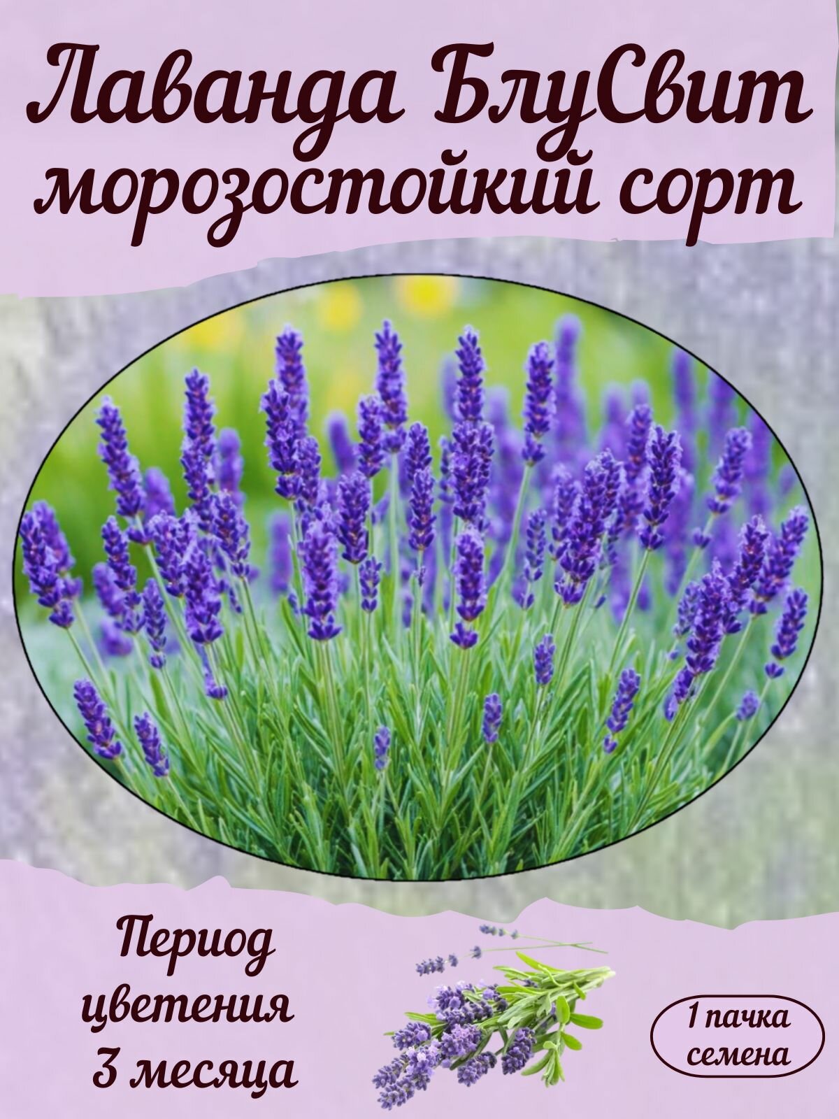 Лаванда БлуСвит морозостойкий сорт, семена, 10 шт, 15 гр.